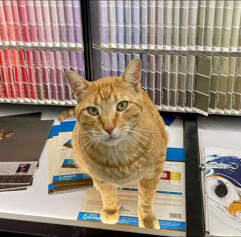 Morris The Cat Mayor